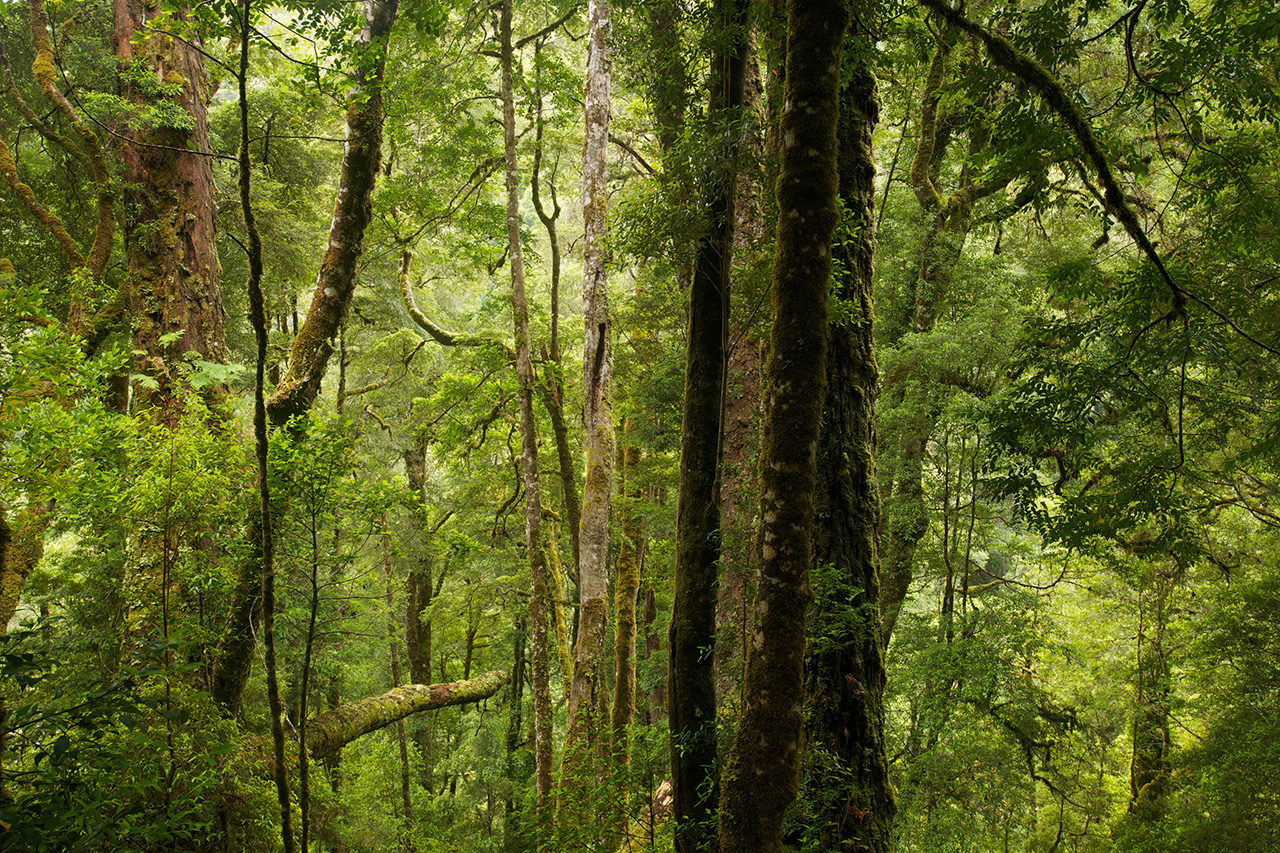 Markus-Mauthe-Regenwald - Fotostudios Nieder | Daun & Gerolstein